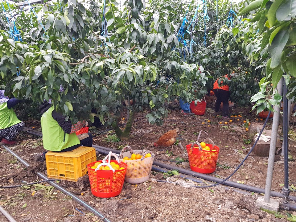 제주농업인력지원센터